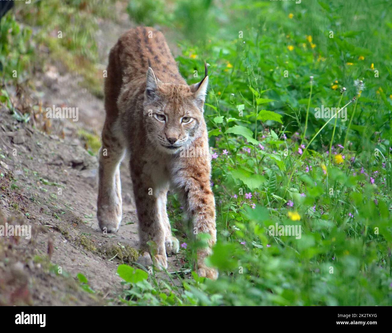 Eurasian bobcat in action in the wild Stock Photo - Alamy