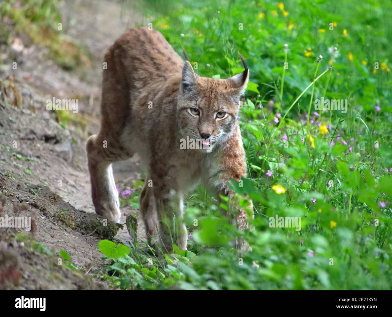 Eurasian bobcat in action in the wild Stock Photo - Alamy