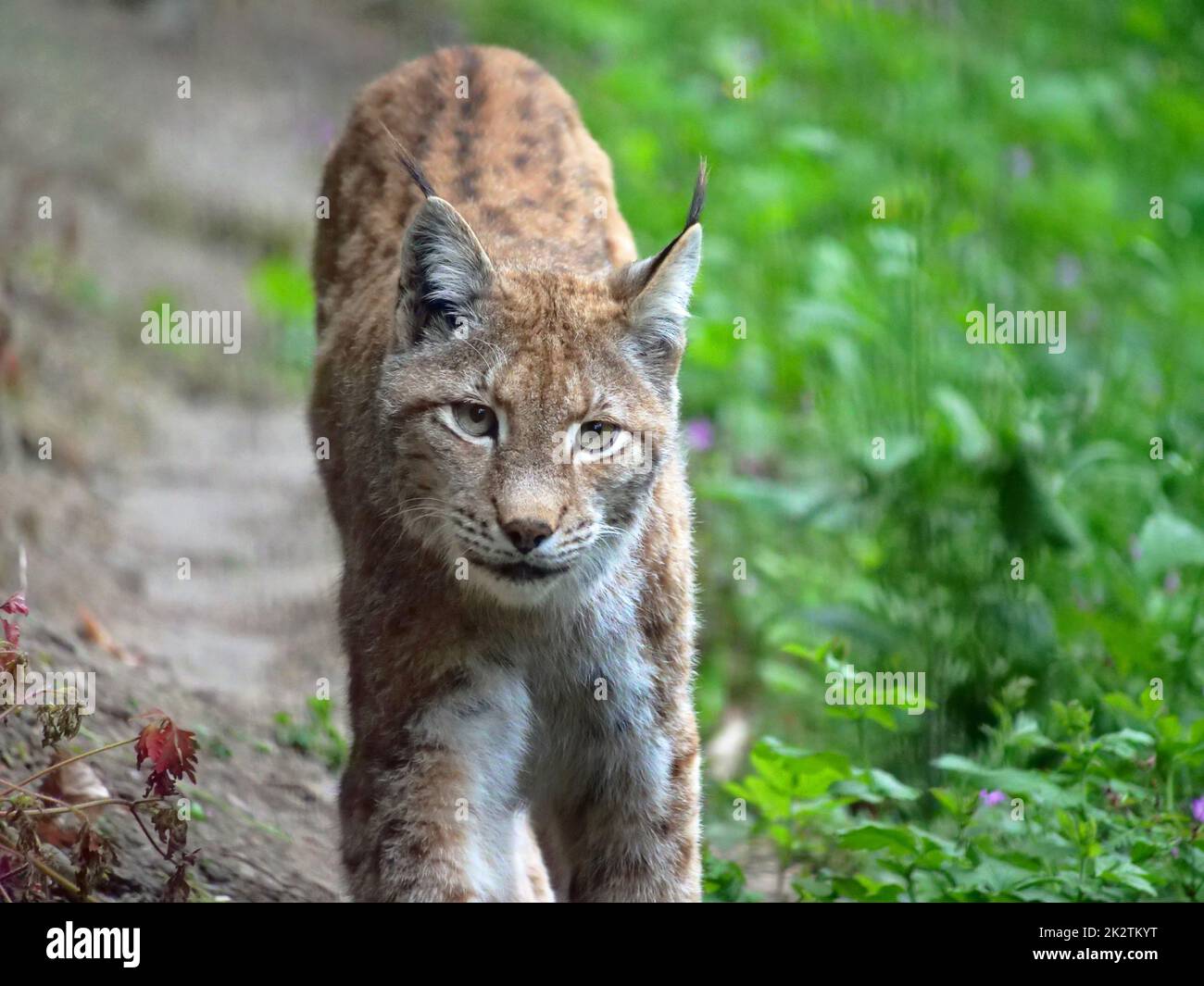 Eurasian bobcat in action in the wild Stock Photo - Alamy