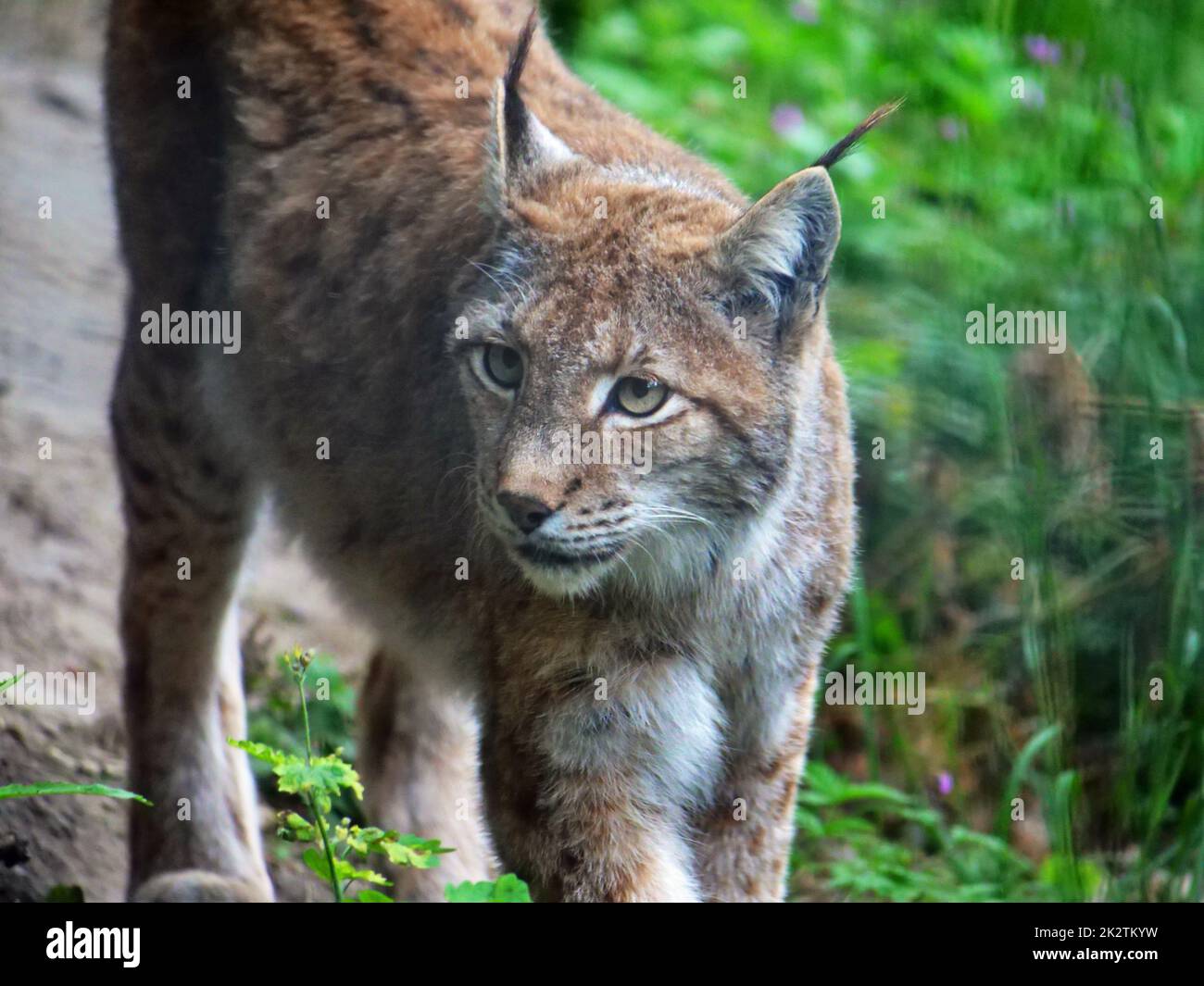 Eurasian bobcat in action in the wild Stock Photo - Alamy