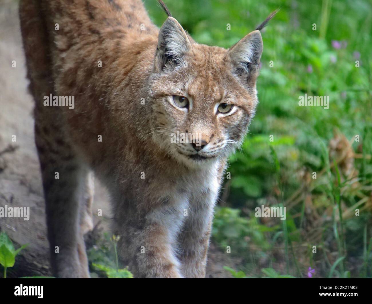 Eurasian bobcat in action in the wild Stock Photo - Alamy