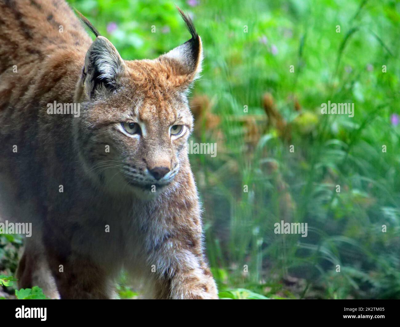 Eurasian bobcat in action in the wild Stock Photo - Alamy