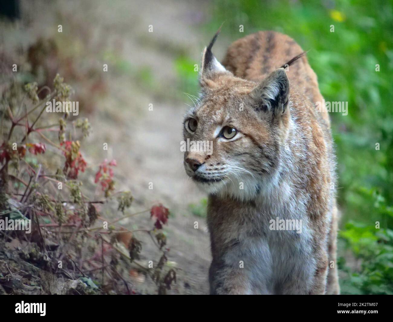 Eurasian bobcat in action in the wild Stock Photo - Alamy