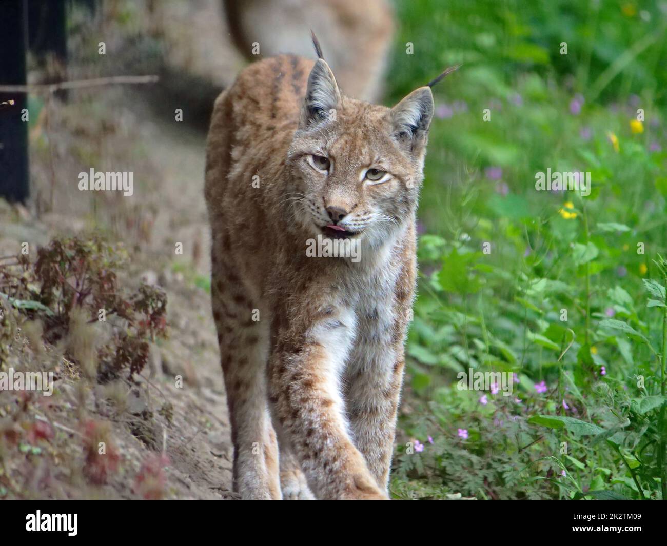 Eurasian bobcat in action in the wild Stock Photo - Alamy