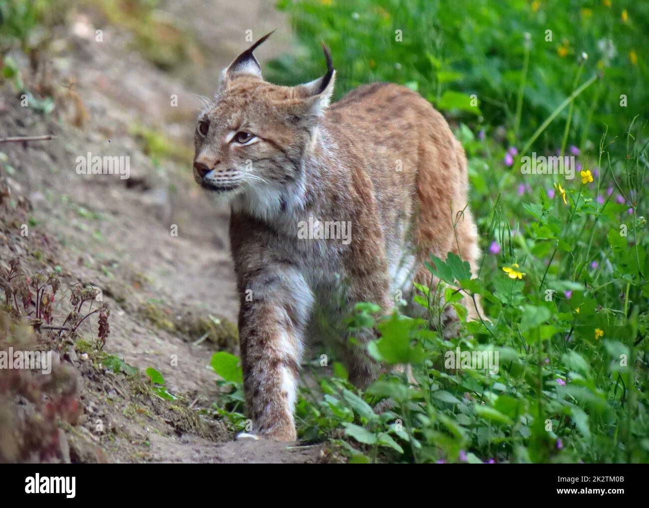 Eurasian bobcat in action in the wild Stock Photo - Alamy