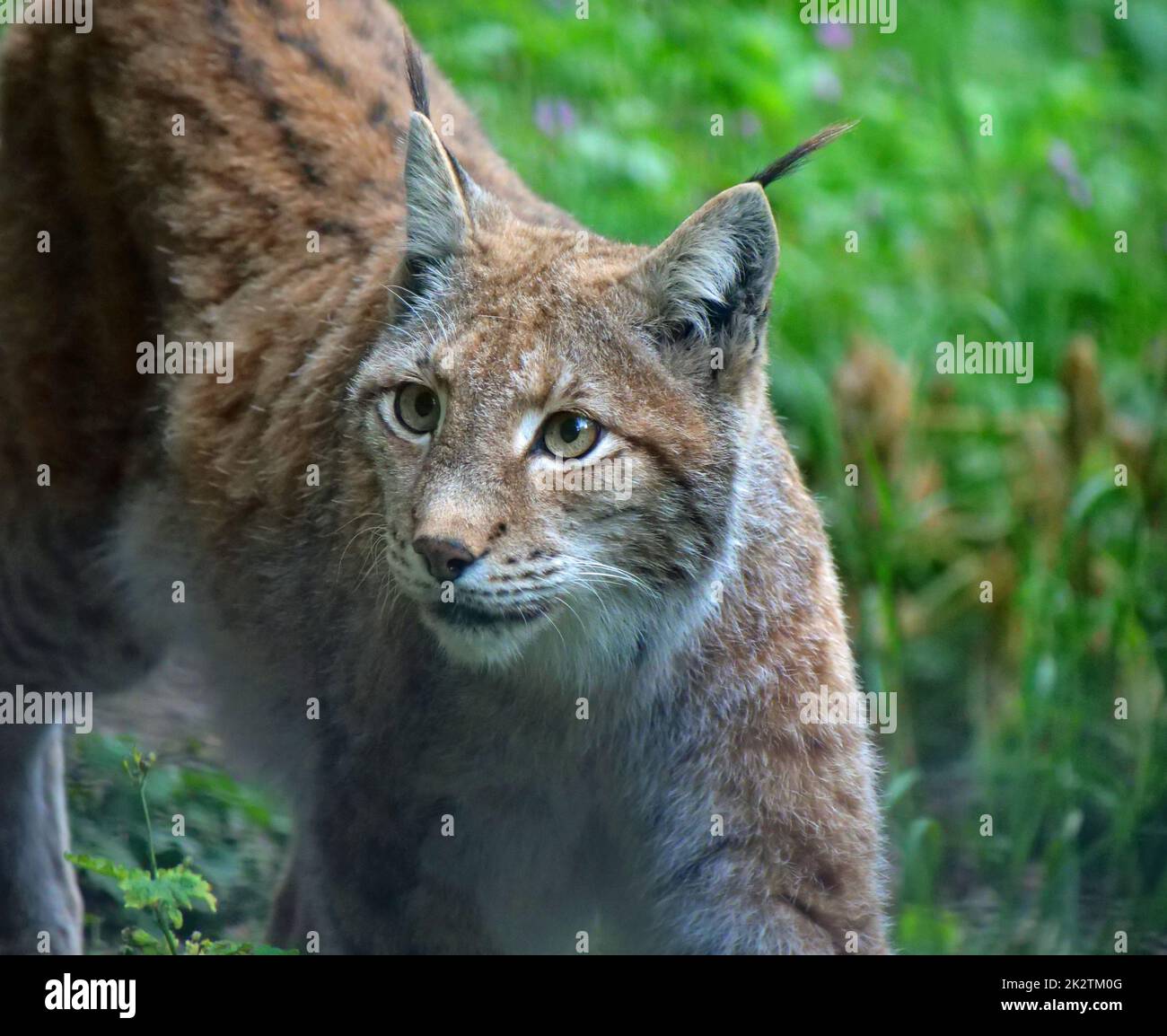 Eurasian bobcat in action in the wild Stock Photo - Alamy