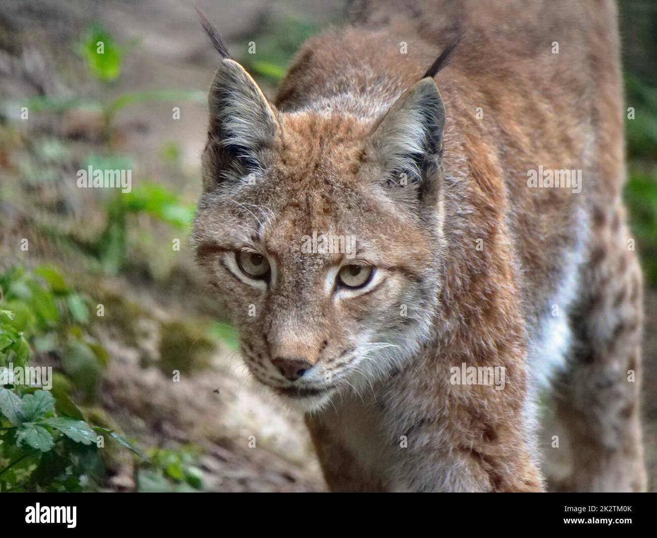 Eurasian bobcat in action in the wild Stock Photo - Alamy