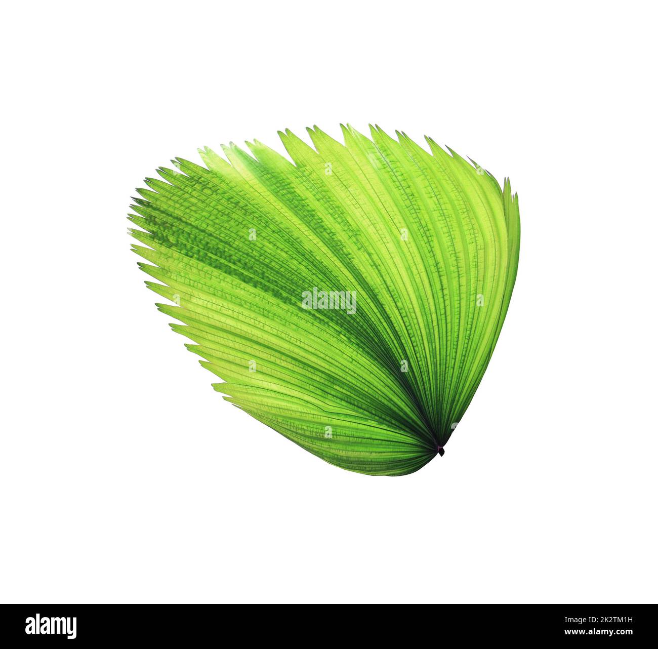 tropical green blowing palm leaf isolated on white background with ...