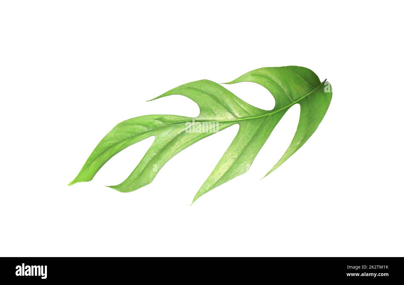 tropical monstera palm leaf tree background with clipping path Stock ...