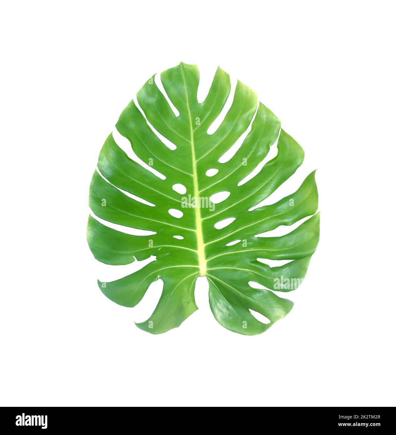 monstera leaf isolated on white background with clipping path Stock ...