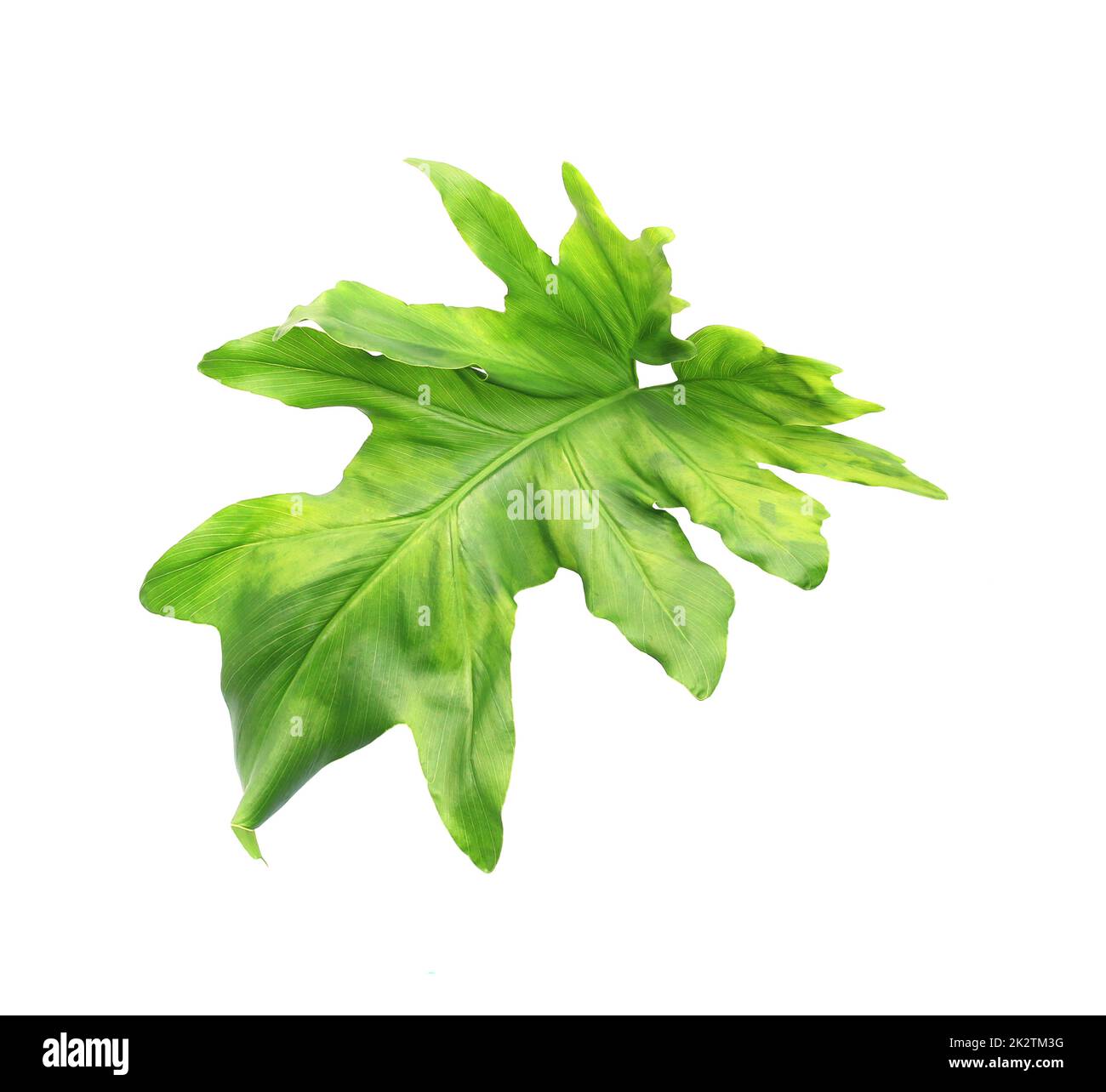 tropical monstera palm leaf tree background with clipping path Stock ...