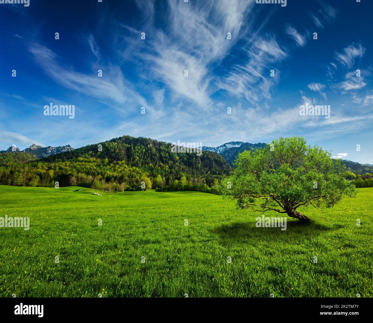 Alpine meadow in bavaria hi-res stock photography and images - Alamy