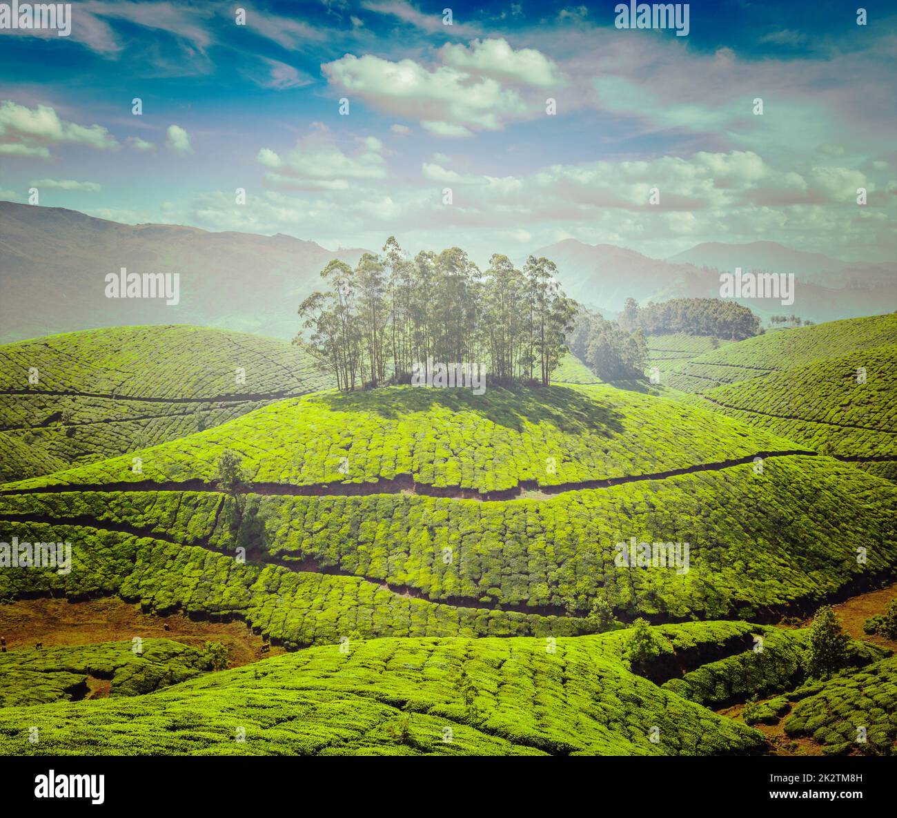 Fresh tea plantations hi-res stock photography and images - Alamy