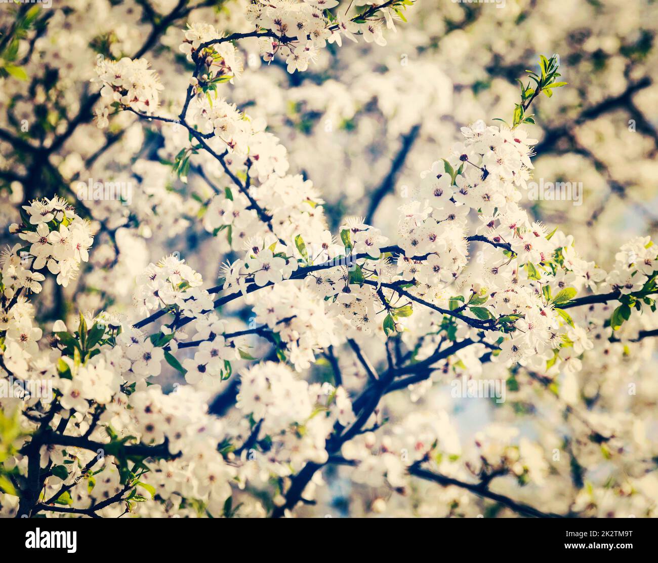 Blossoming process hi-res stock photography and images - Alamy