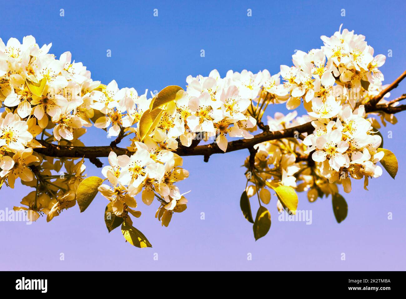 Apple tree blossoming branch Stock Photo - Alamy