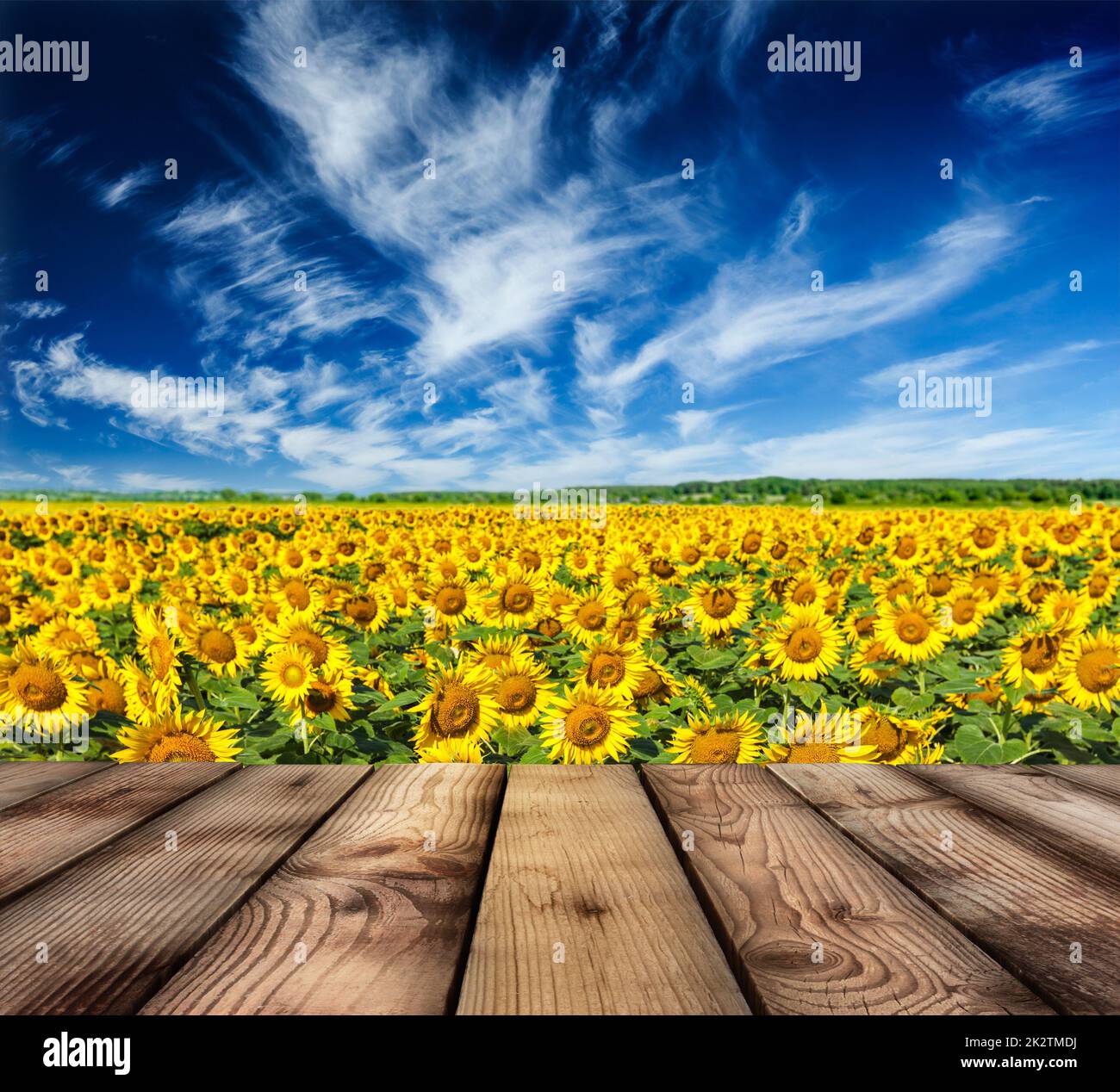 Wooden floor with sunflower field and blue sky in background Stock ...