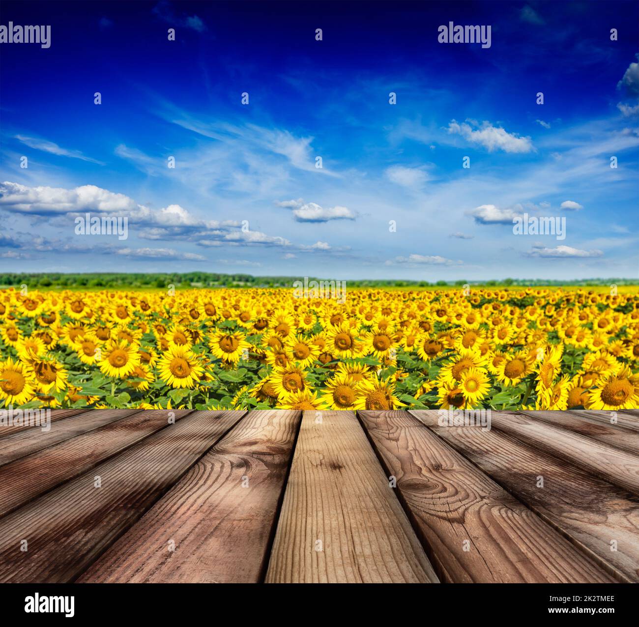 Wooden floor with sunflower field and blue sky Stock Photo - Alamy