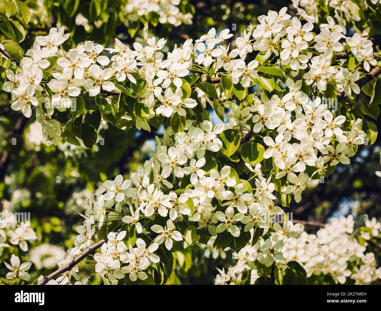 Blossoming process hi-res stock photography and images - Alamy