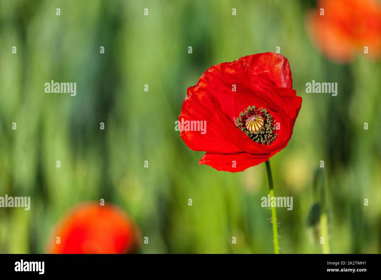 Red poppy in field Stock Photo - Alamy