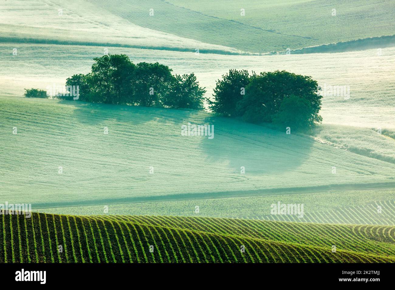 Moravian rolling fields in morning mist Stock Photo - Alamy