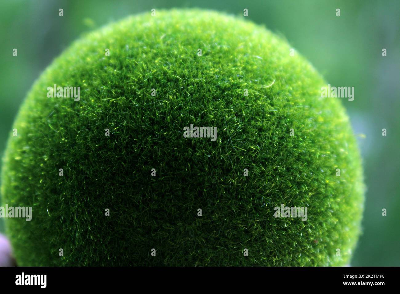 Green grass ball close-up. The concept of ecology. Earth Day Stock ...