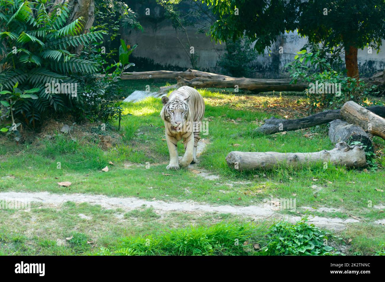 A Bengal Tiger (Panthera tigris tigris) in a zoo. It is among the ...