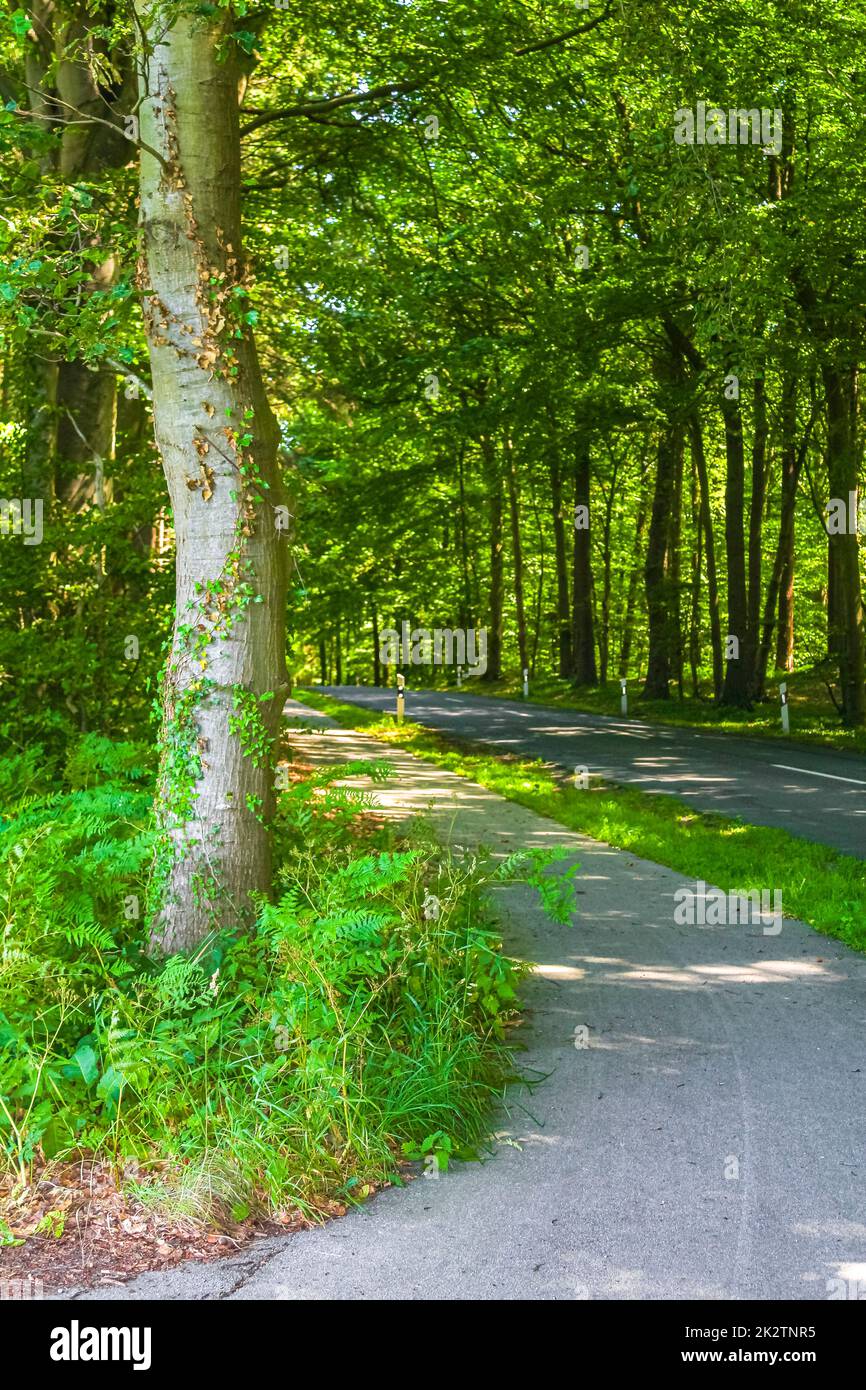 Natural panorama view with pathway green plants trees forest Germany ...