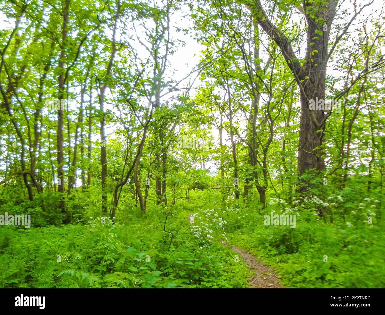Natural panorama view with river green plants trees forest Germany ...