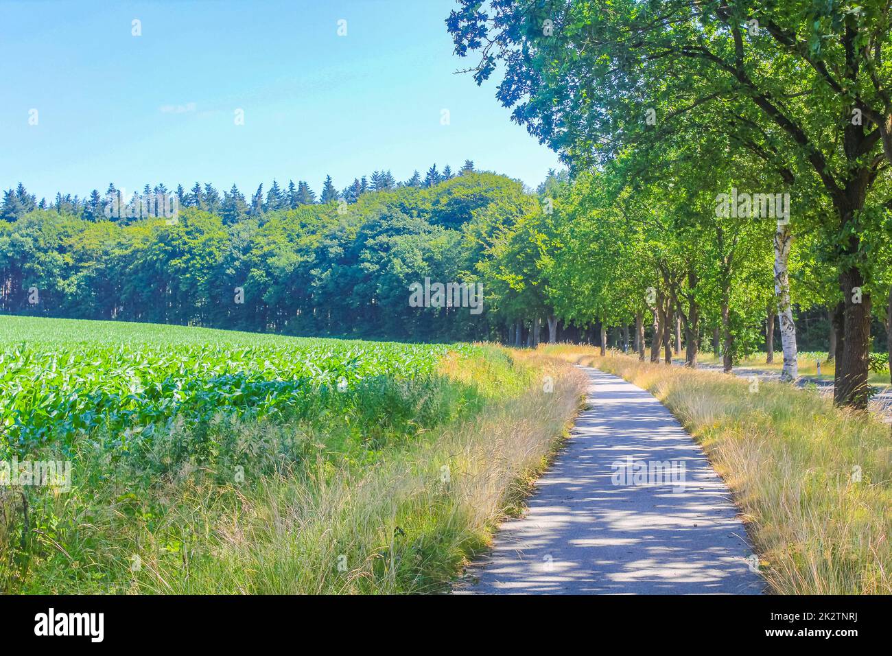 North German agricultural field forest trees nature landscape panorama ...
