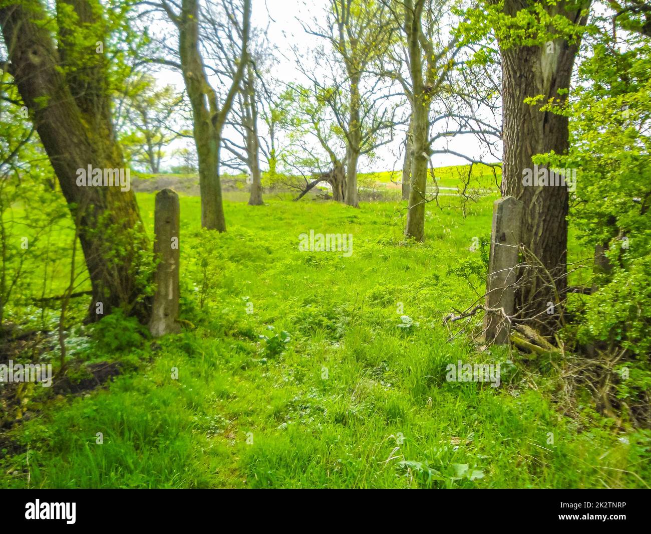Natural panorama view with moor water coast trees forest Germany Stock ...