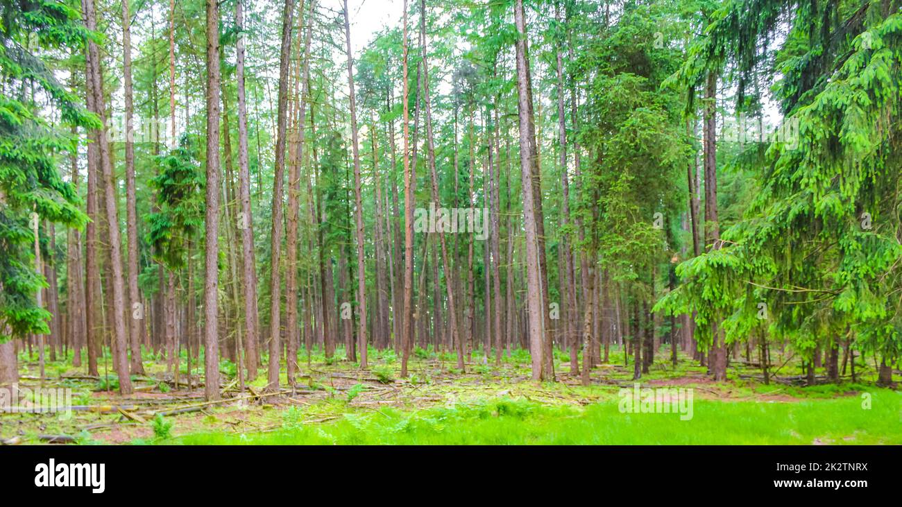 Natural panorama view with pathway green plants trees forest Germany ...