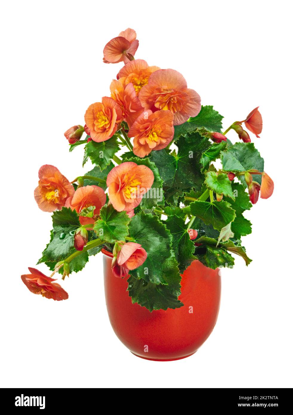 Closeup of an isolated begonia flower Stock Photo - Alamy