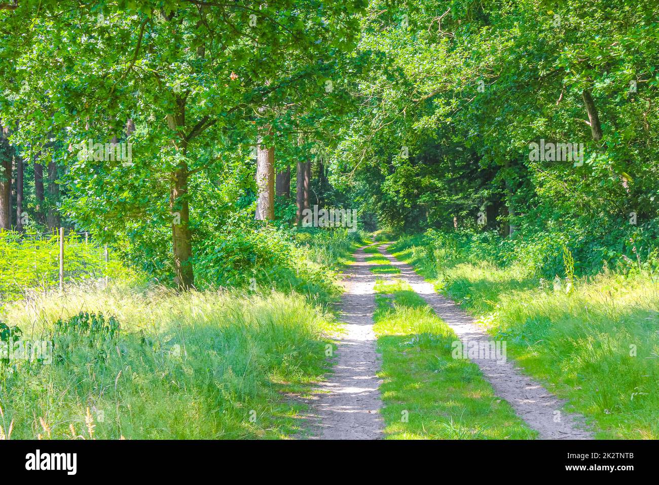 Natural panorama view with pathway green plants trees forest Germany ...
