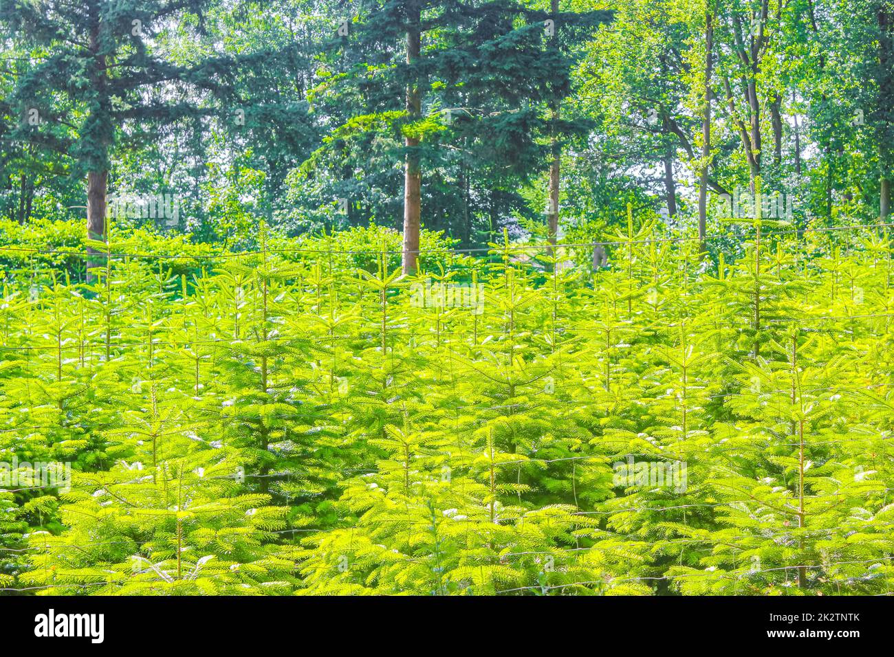Natural panorama view with pathway green plants trees forest Germany ...