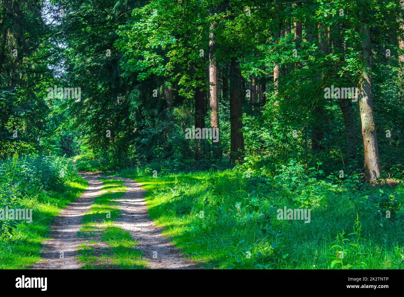 Natural panorama view with pathway green plants trees forest Germany ...