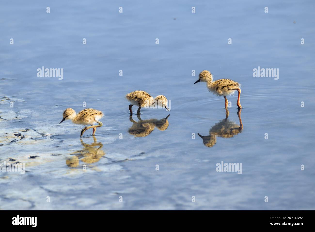 Baby black-winged Stilt Chicks Himantopus himantopus are solitary ...