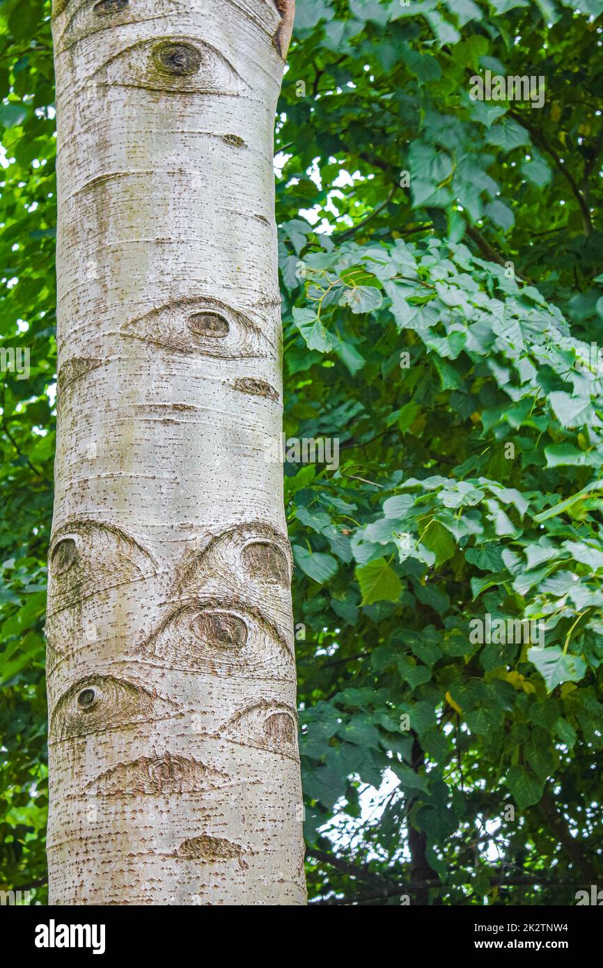 Tree stem with eyes in green forest of Germany Stock Photo - Alamy