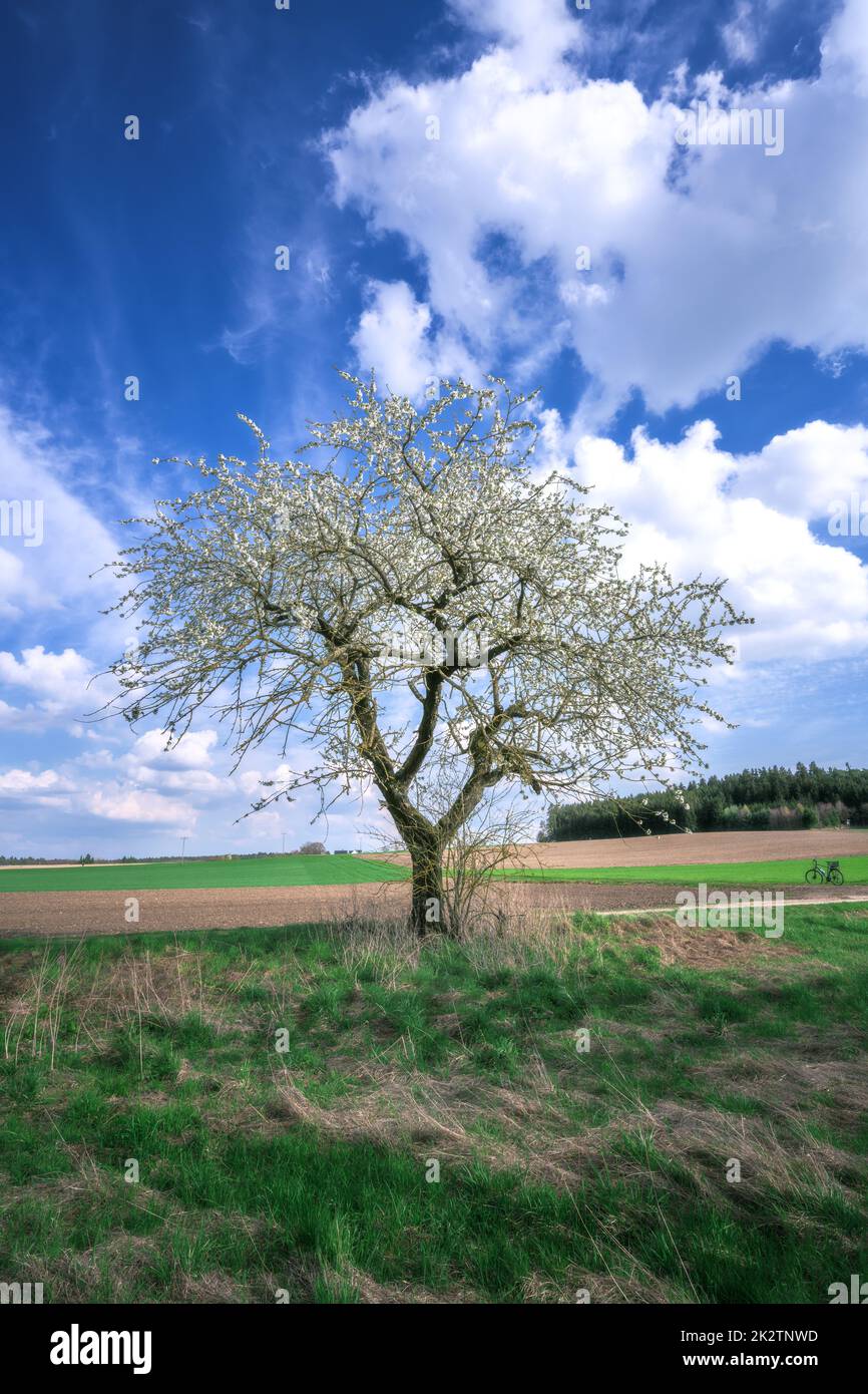 Meadow with a flowering fruit tree Stock Photo - Alamy
