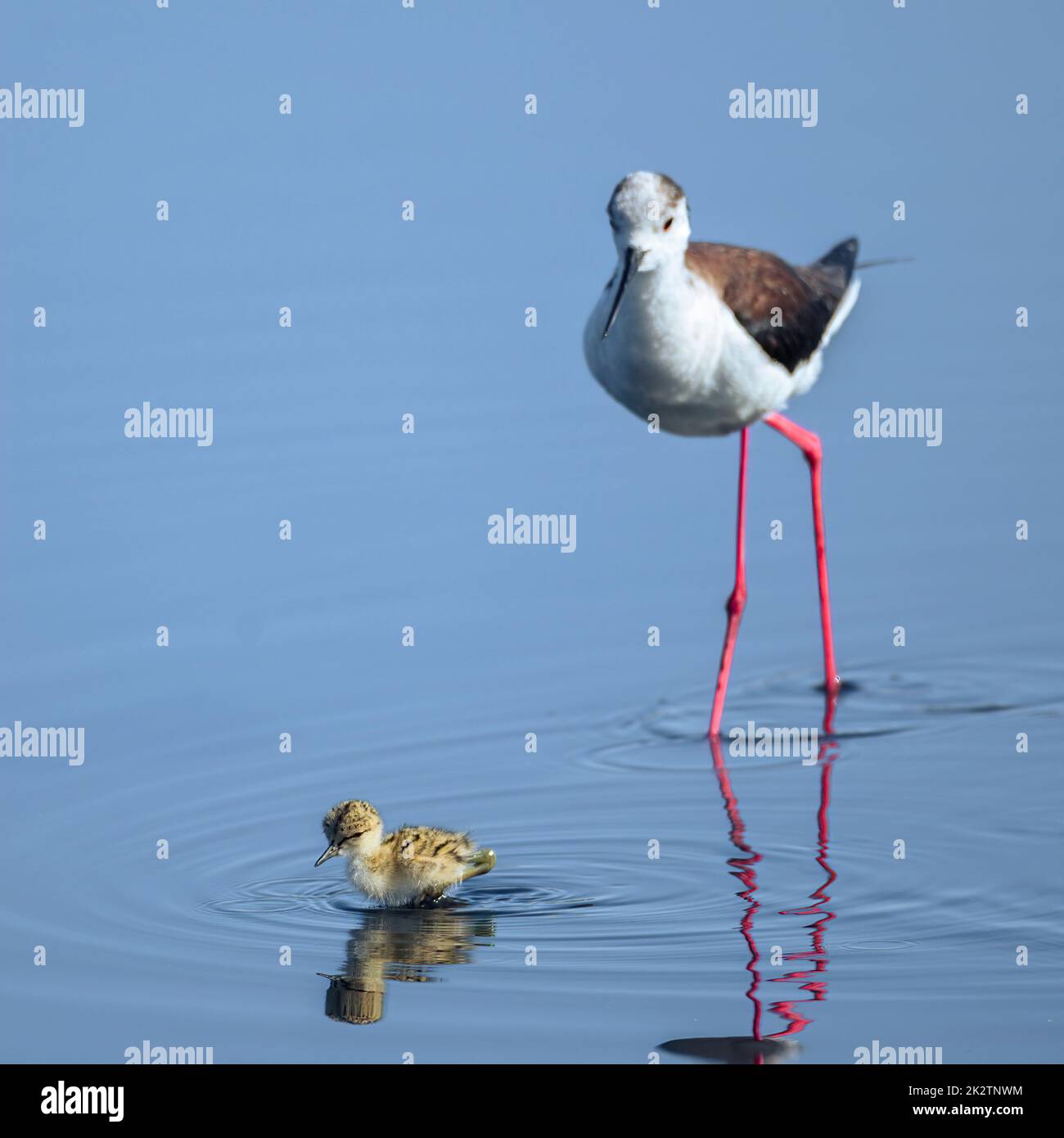 Baby black-winged Stilt Chicks Himantopus himantopus are solitary ...