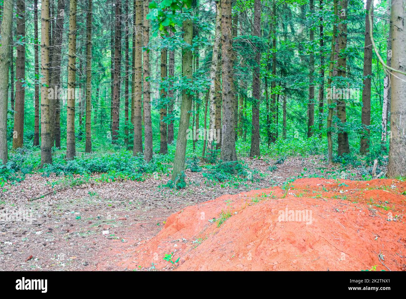 Red clay soil with pathway green plants trees forest Germany Stock ...