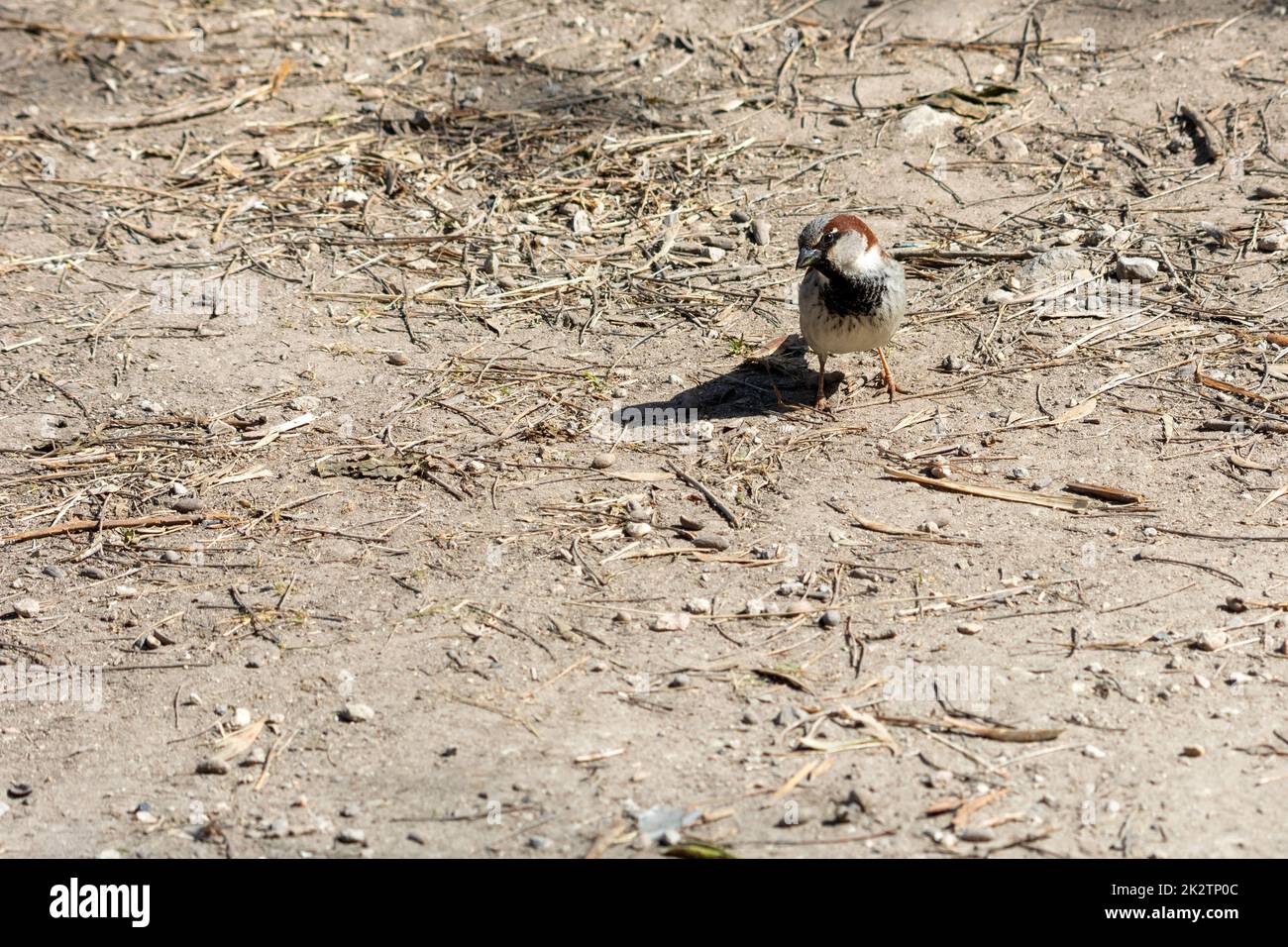 portrait of common sparrow, looking at camera, in the lalbufera of ...