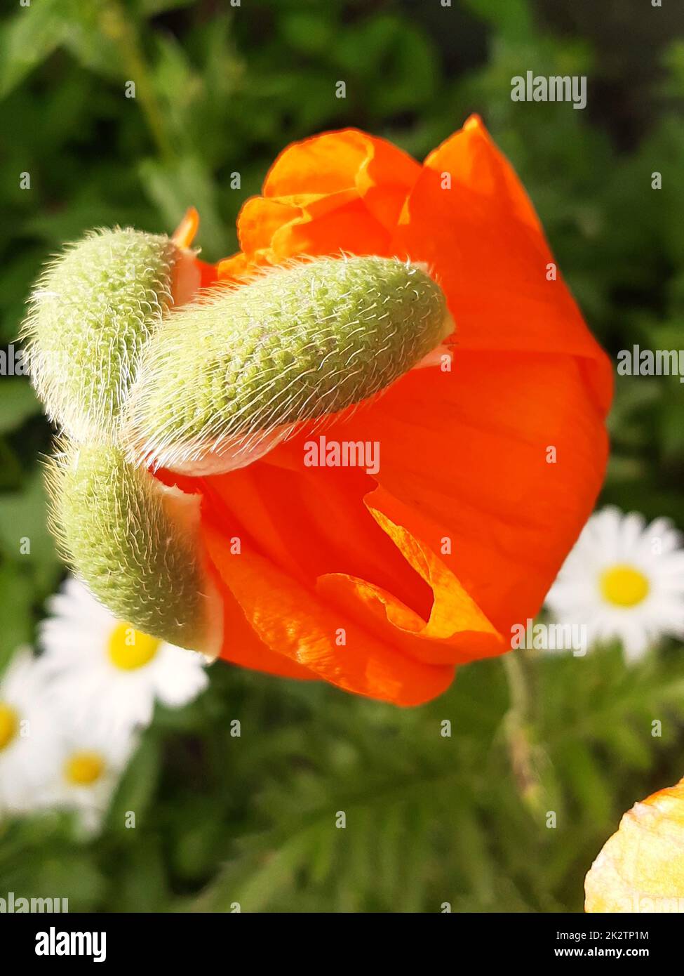 Opening young poppy flower Stock Photo - Alamy