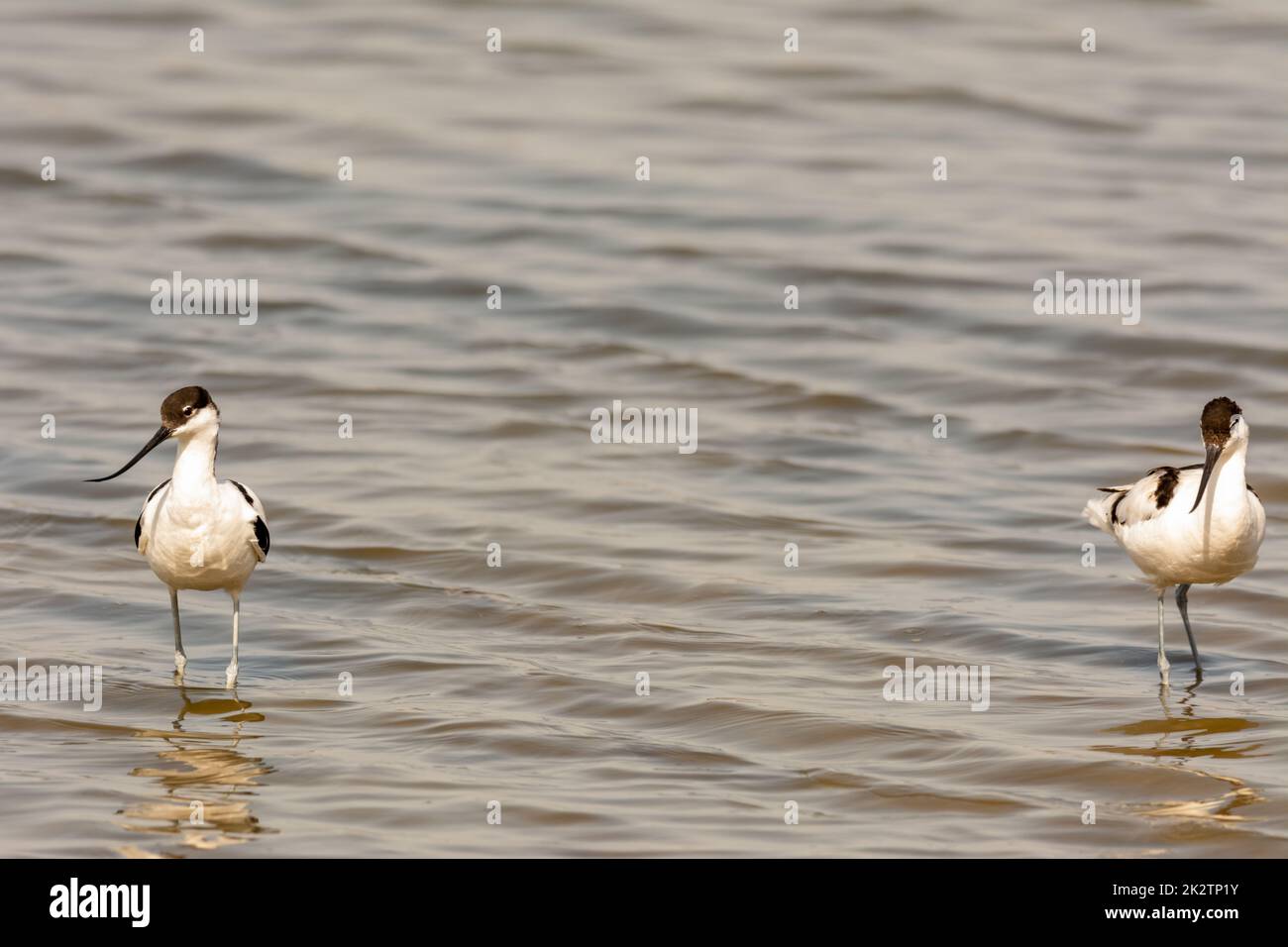 Juvenile Water Birds Birds Of Henrys Lake Henrys Fork Wildlife
