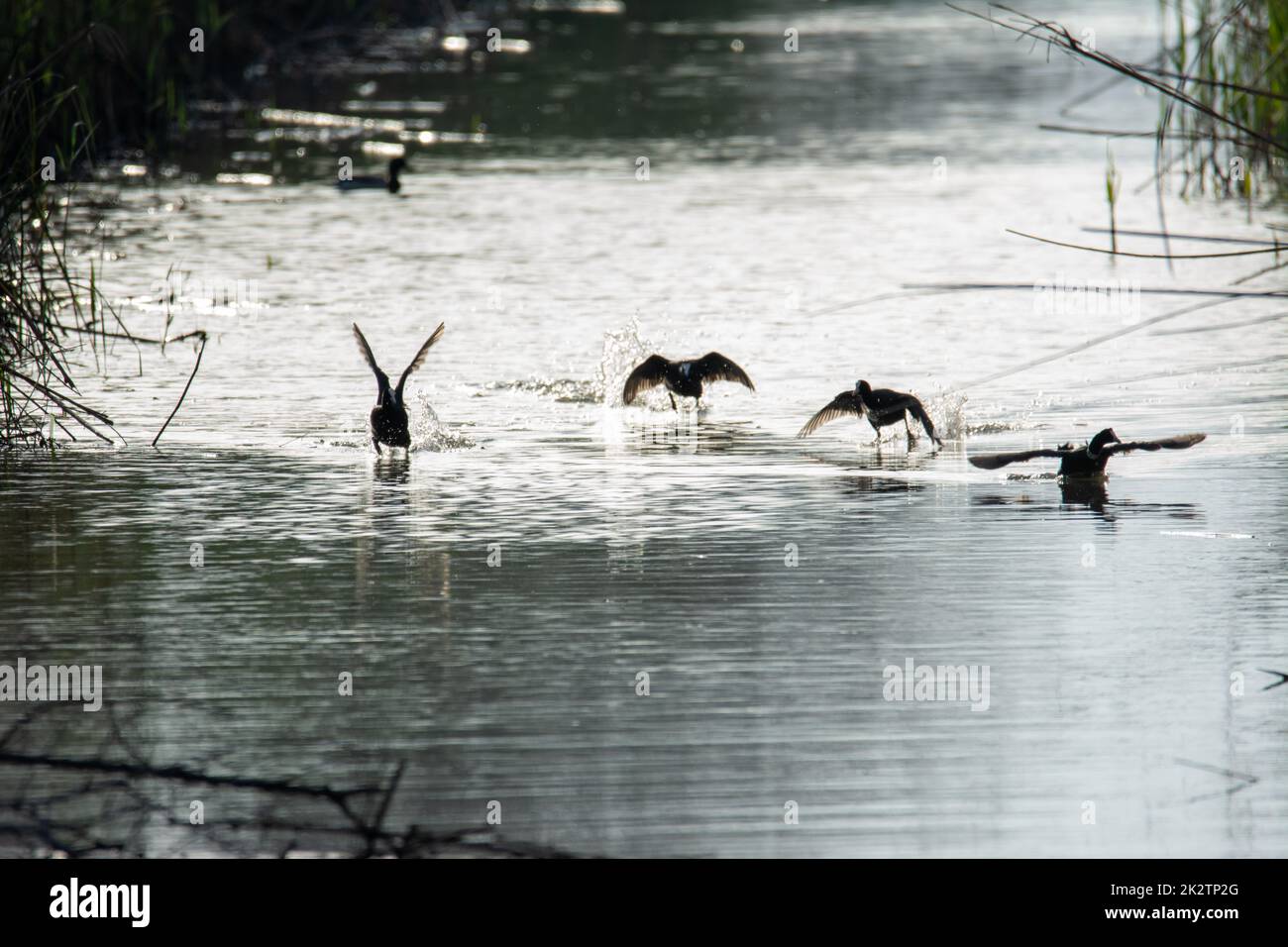 common coot, wild bird in a lake, with reeds and reeds, mating in early ...