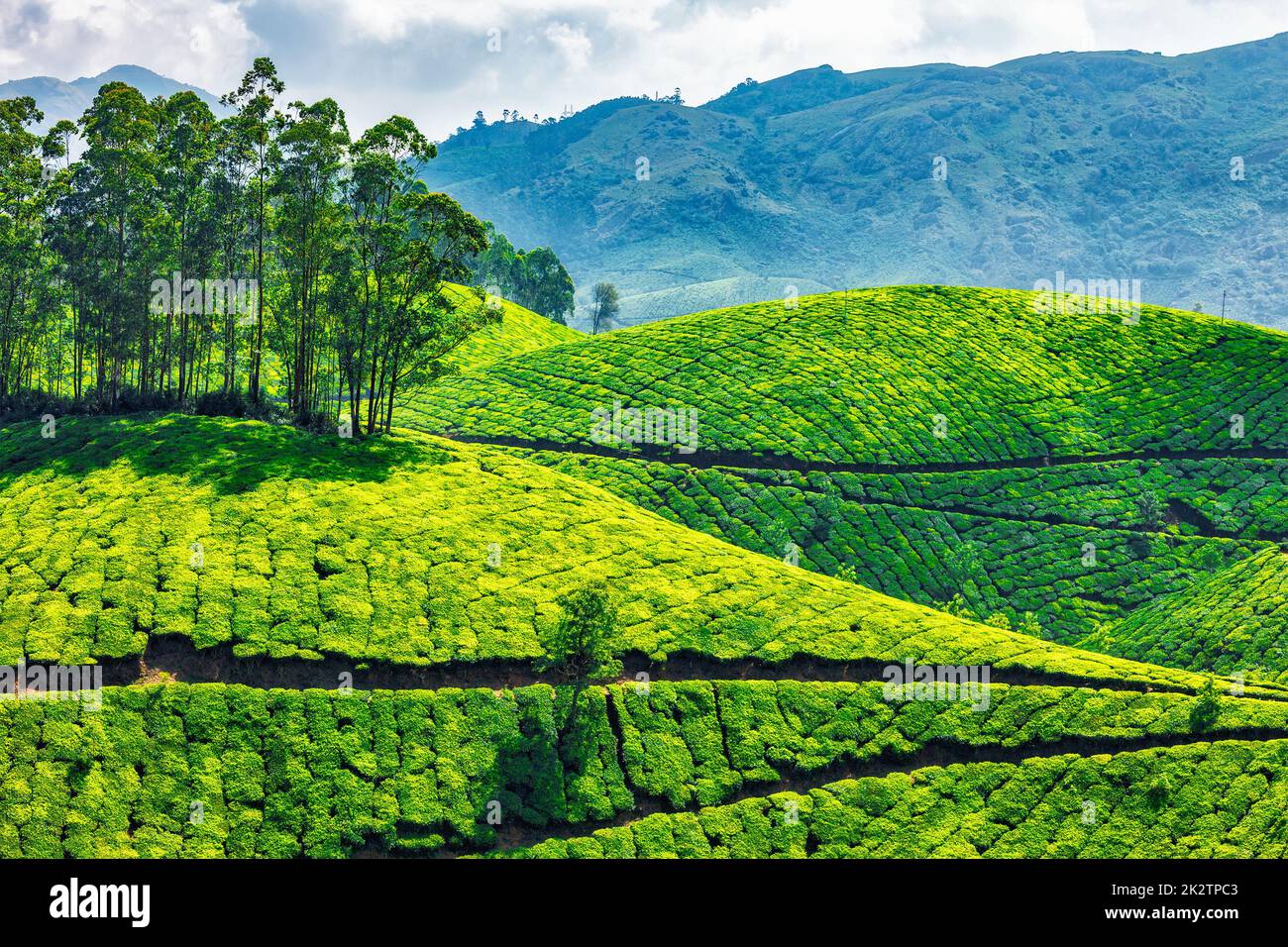 Tea plantations hi-res stock photography and images - Alamy