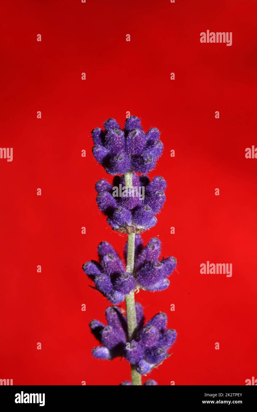 Flower blossom close up lavandula latifolia family lamiaceae botanical ...