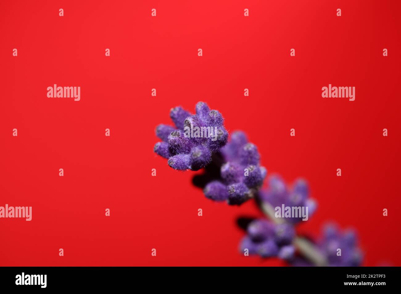 Flower blossom close up lavandula latifolia family lamiaceae botanical ...