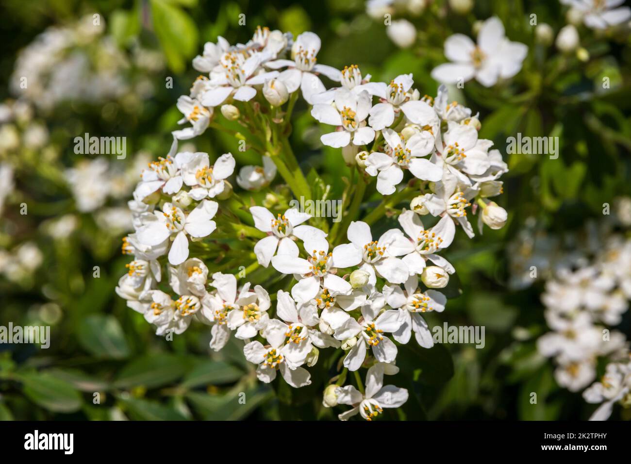 Mexican orange blossom in spring Stock Photo - Alamy