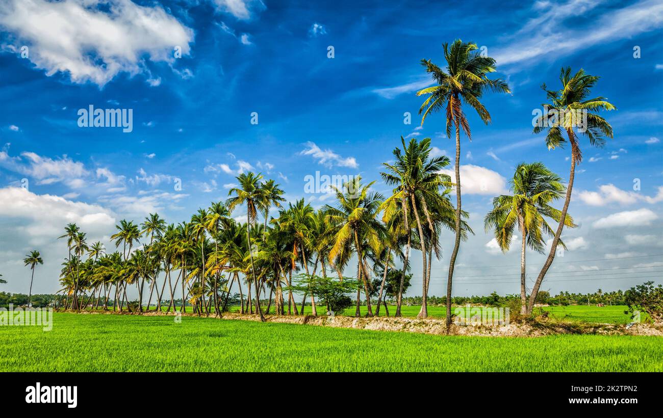 Indian rice field hi-res stock photography and images - Alamy