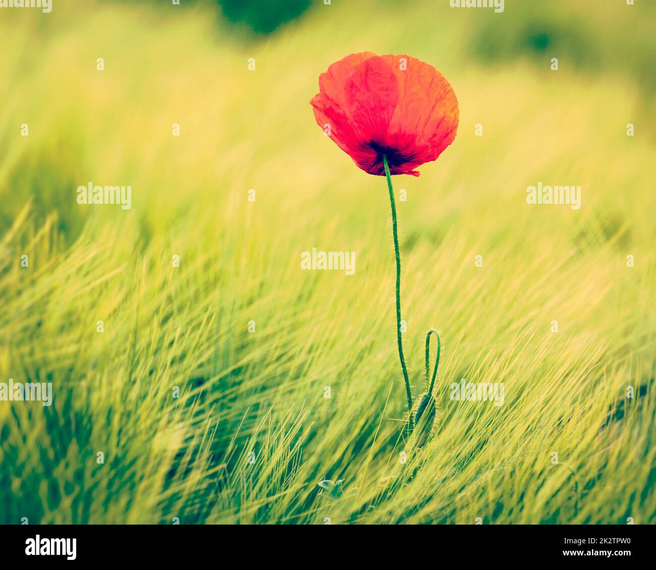 Poppy cross field hi-res stock photography and images - Alamy